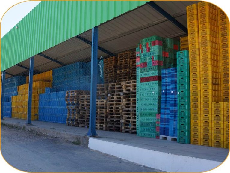 Conditionnement des fruits et légumes | Sodea Fruits Tunisie