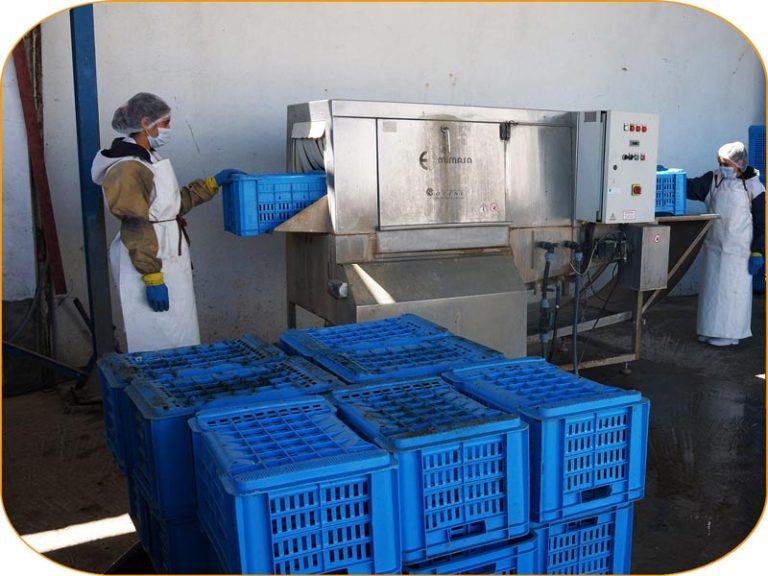 Conditionnement des fruits et légumes | Sodea Fruits Tunisie