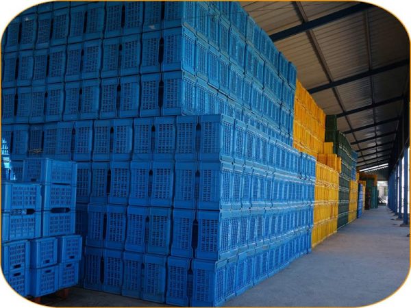 Conditionnement des fruits et légumes | Sodea Fruits Tunisie