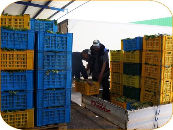 Conditionnement des fruits et légumes | Sodea Fruits Tunisie