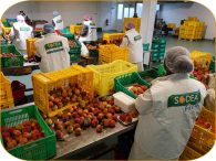 Conditionnement des fruits et légumes | Sodea Fruits Tunisie