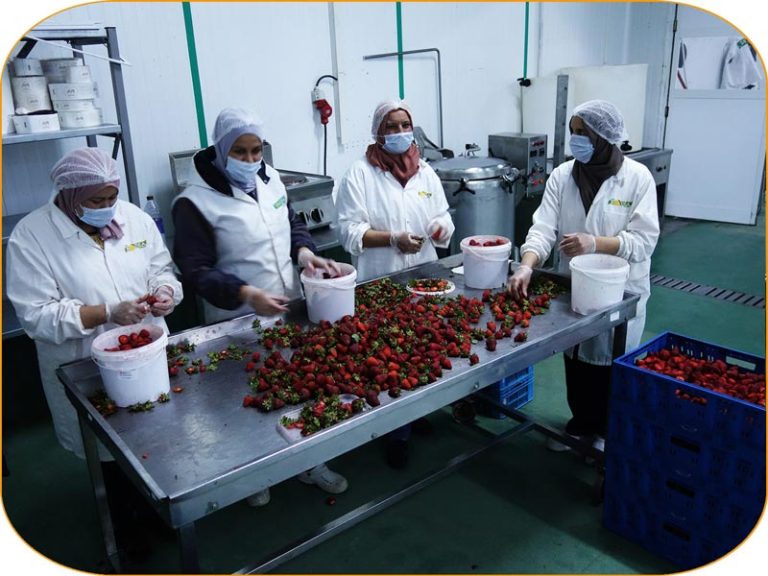 Conditionnement des fruits et légumes | Sodea Fruits Tunisie