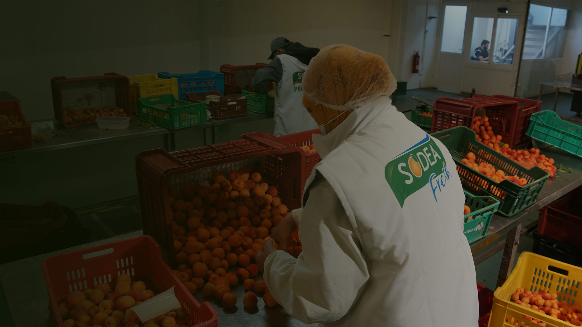 Sodea Fruits Tunisia | Quality fresh fruit & vegetables