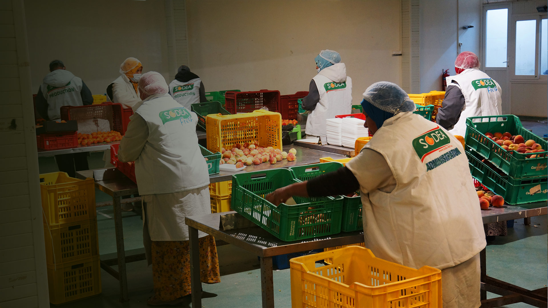 Sodea Fruits Tunisie | La qualité des fruits & légumes frais