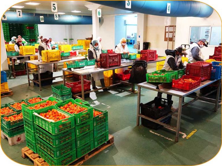 Conditionnement des fruits et légumes | Sodea Fruits Tunisie